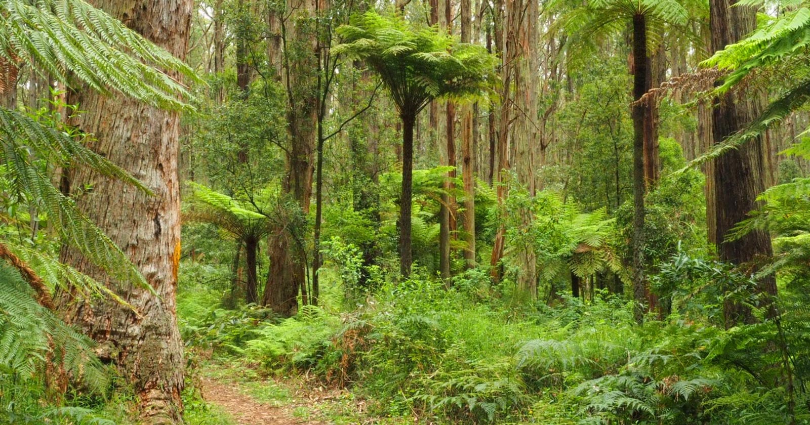 Toolangi Sculpture Trail (2km), Toolangi Bushland Reserve, Victoria