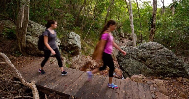 Zamia Walk (14km) - Mount Archer National Park, QLD
