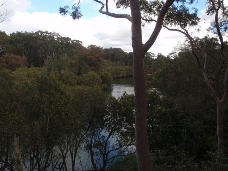 Sheldon Cascades Walk (400m) - Sheldon Forest, NSW
