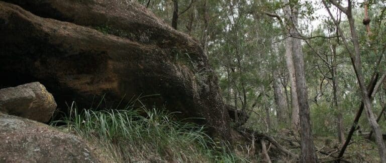 Best Hiking Trails in Springwood Conservation Park - Trail Hiking Australia