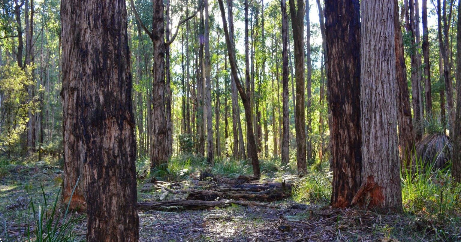 Best Hiking Trails in Bunyip State Park - Trail Hiking Australia