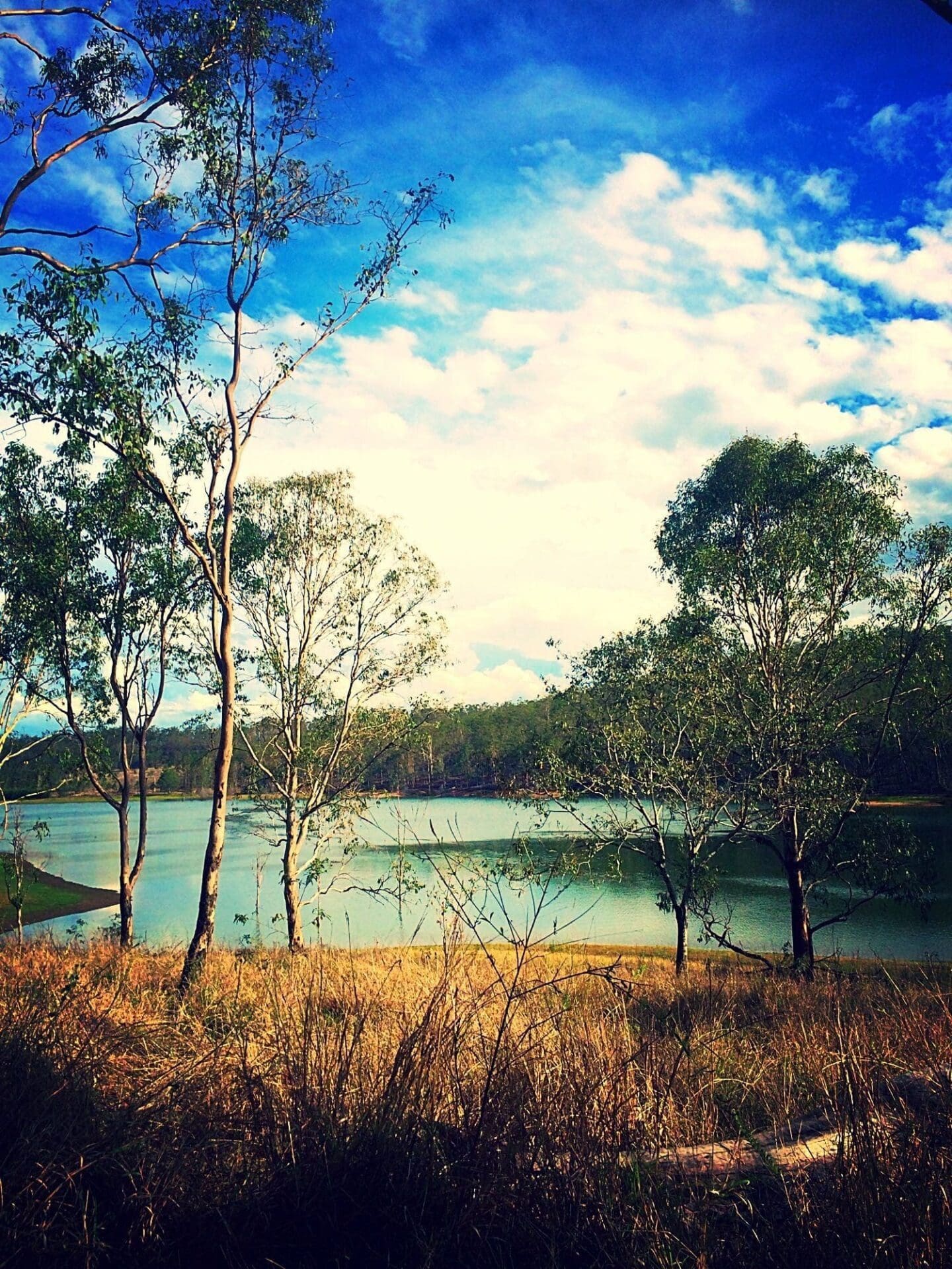 Ravensbourne Rainforest Circuit Walk (1.7km) - Ravensbourne National ...