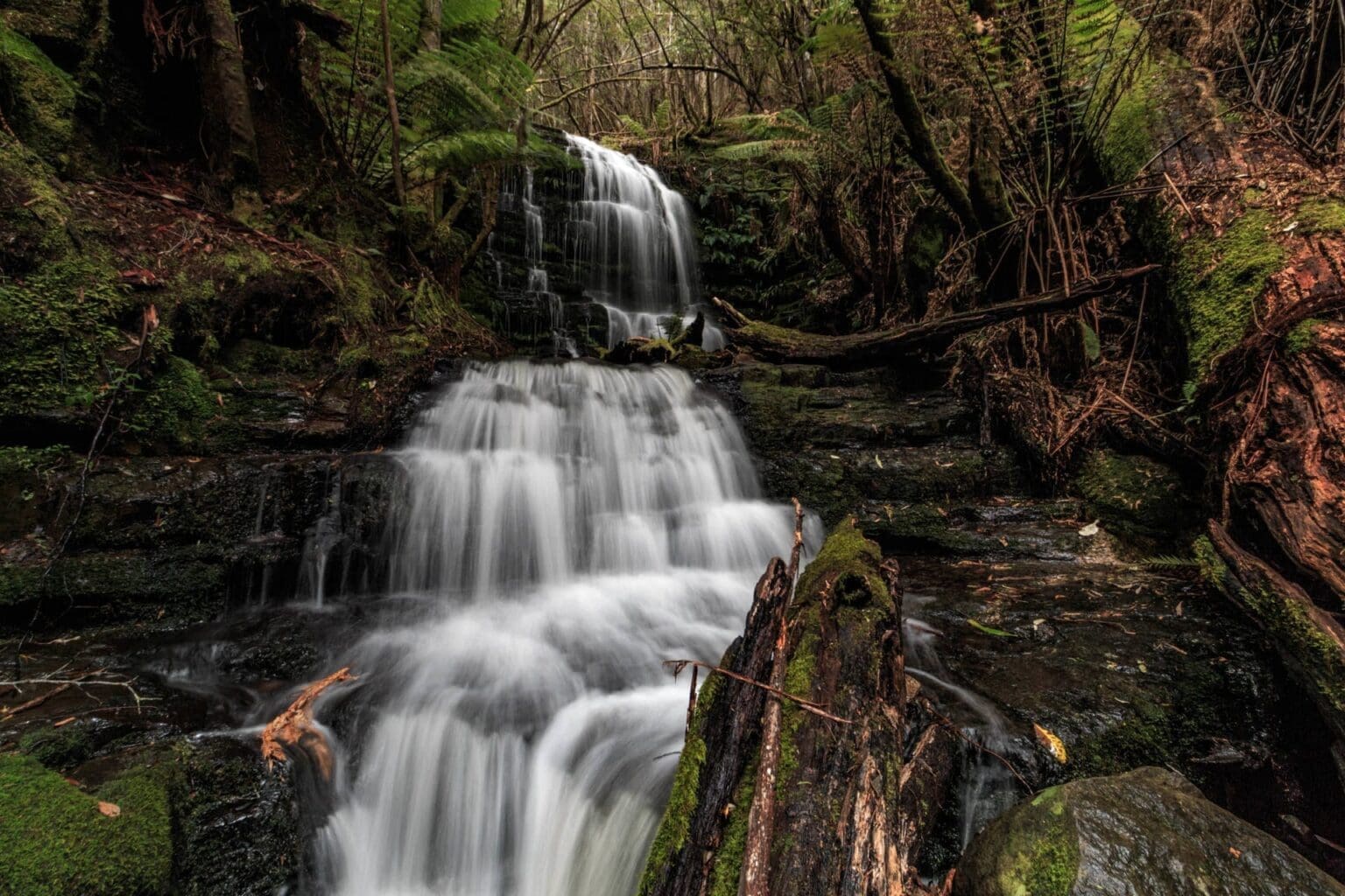 Myrtle Forest Falls Walk (2km) - Wellington Park, TAS