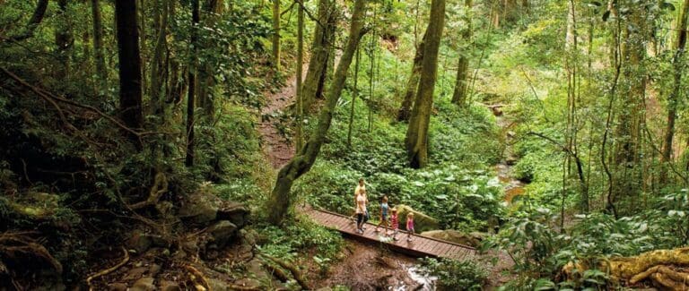Bunya Bunya Track (500m) - Bunya Mountains National Park, QLD