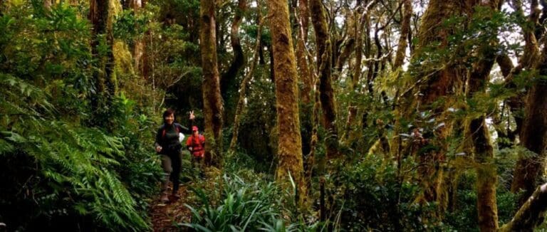 Brummies Lookout Loop Hike (11km) - Wollumbin National Park, NSW