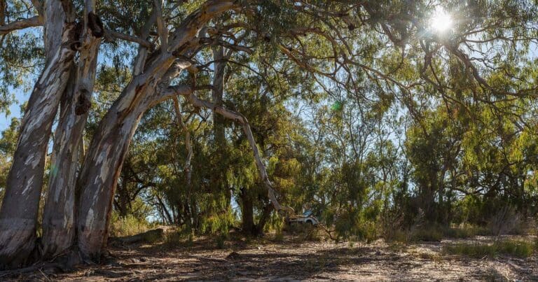 Warepil Lookout Loop Hike (6.8km) - Hattah-Kulkyne National Park, VIC