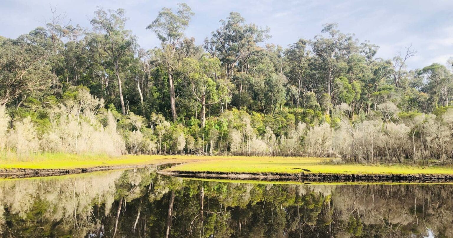 Discovery Trail Walk (15km) - Colquhoun State Forest, VIC