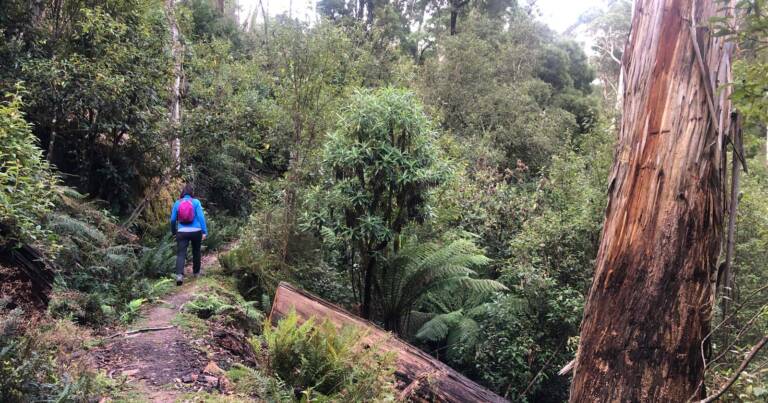 Whipstick Loop Walk (6km) - Wombat State Forest, VIC