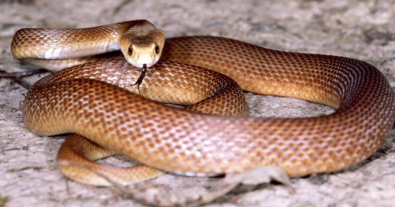 Australia's Top 3 Venomous Snakes: A Hiker's Guide