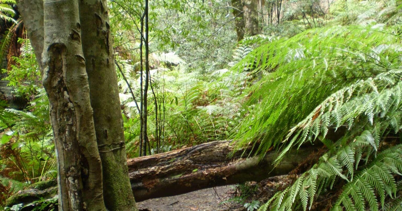 Deep Pass Circuit (14km) - Wollemi National Park, NSW