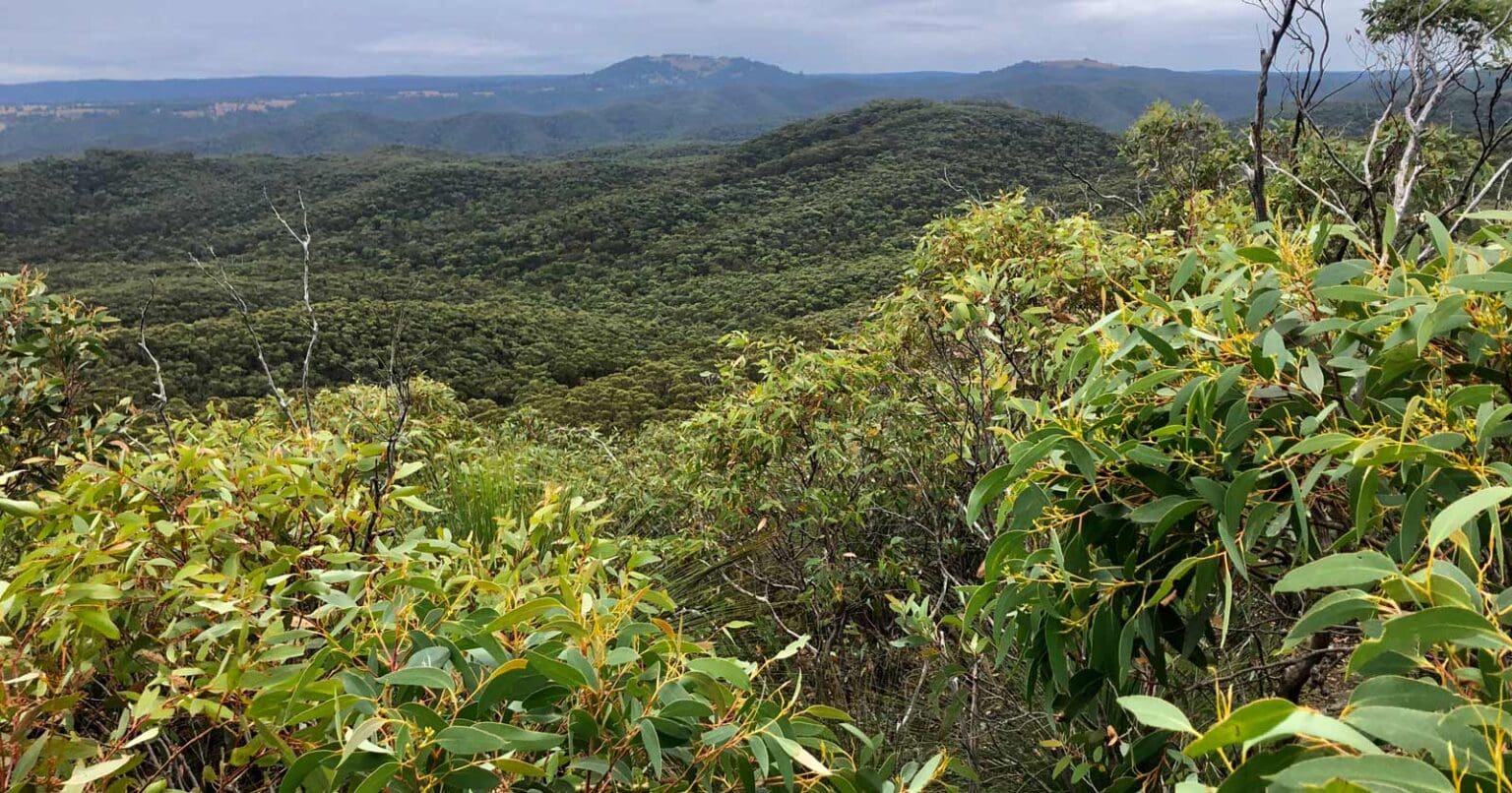 Best Hiking Trails in Victoria | Trail Hiking Australia