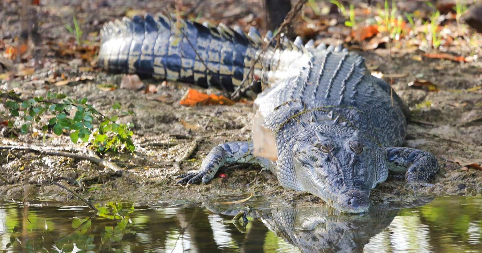 Be Crocwise: Stay Safe when hiking in Australia's Top End