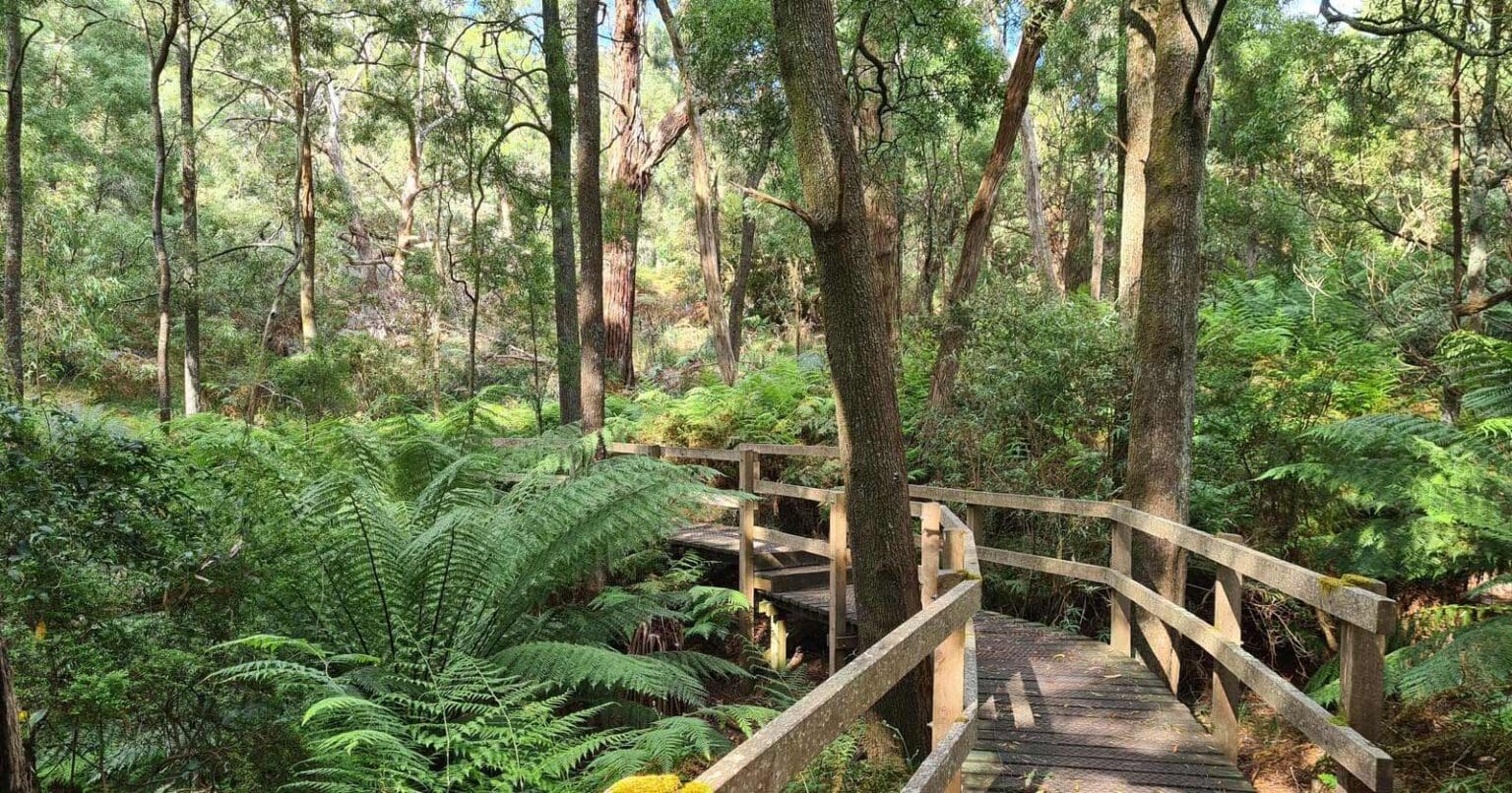 Baldry's Short Circuit Walk (2km) - Mornington Peninsula National Park, VIC