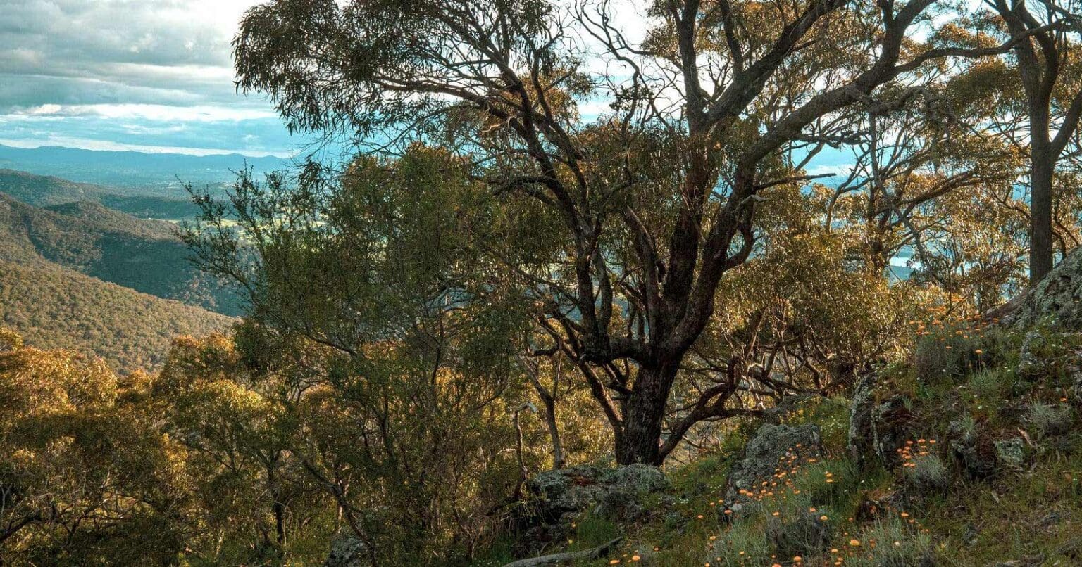 Blue Range & Mount Samaria Circuit (9.5km) - Mount Samaria State Park, VIC Blue Range & Mount Samaria Circuit (9.5km) - Mount Samaria State Park, VIC