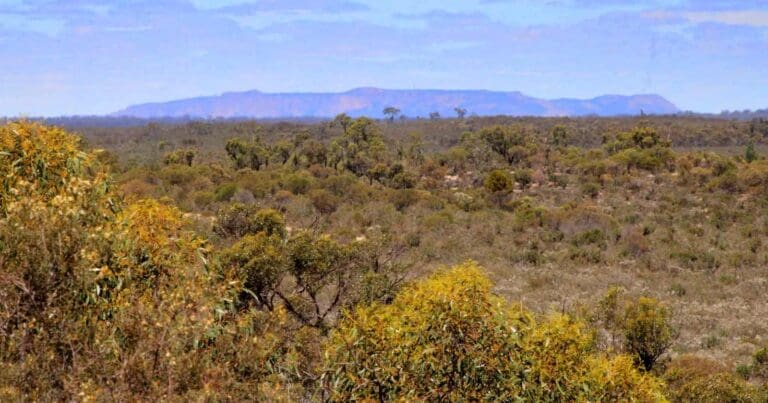 The Wail Trail - Wail State Forest, VIC