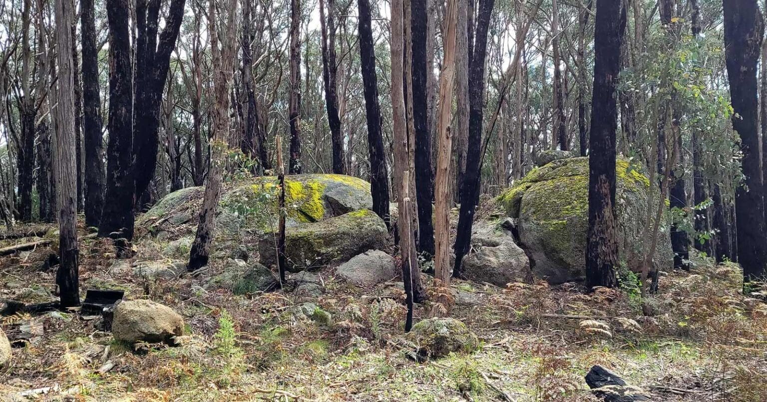 Best Hiking Trails in Tallarook State Forest - Trail Hiking Australia