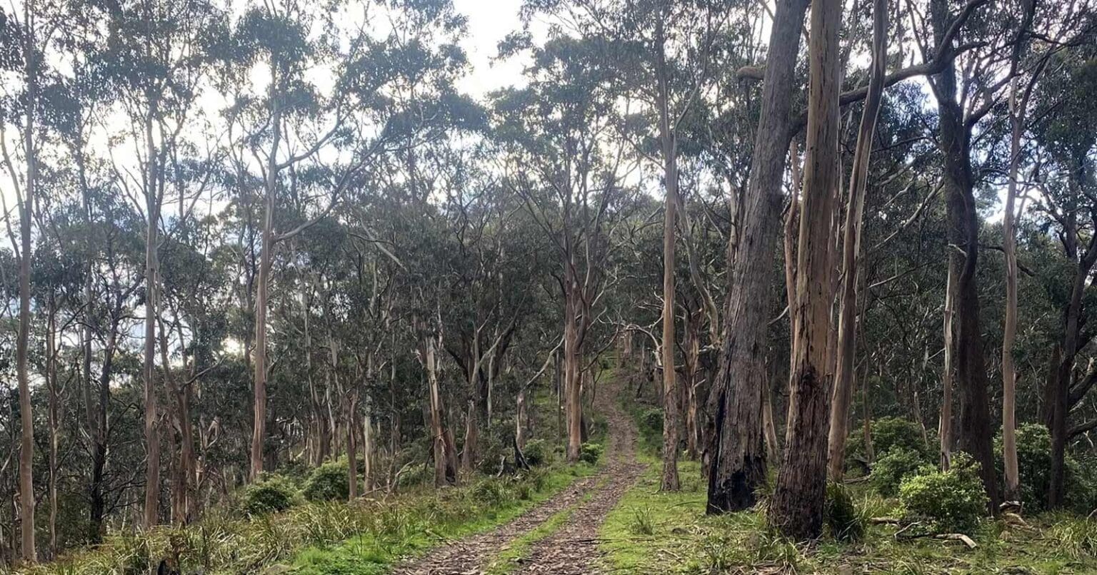 Best Hiking Trails in Tallarook State Forest - Trail Hiking Australia