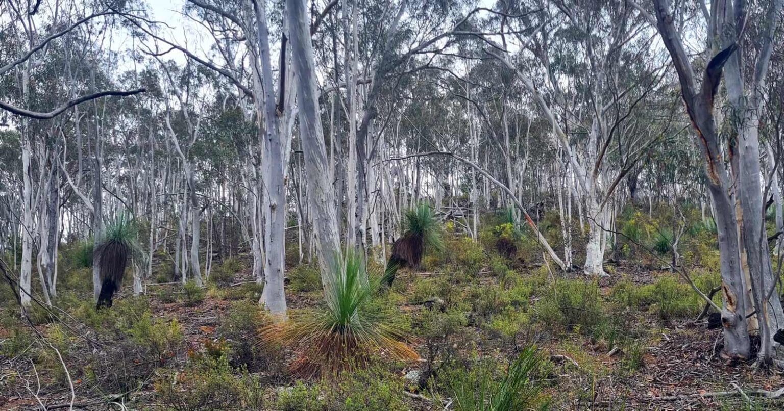 Murrumbidgee Discovery Track (27km) - Bullen Range Nature Reserve, ACT