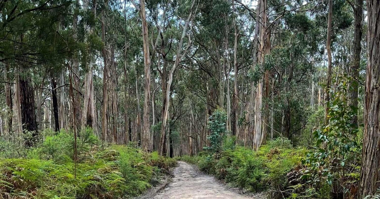 Best Hiking Trails in Victoria | Trail Hiking Australia