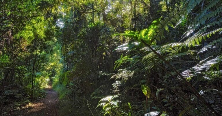 Warringa Pool Track (6km) - Springbrook National Park, QLD