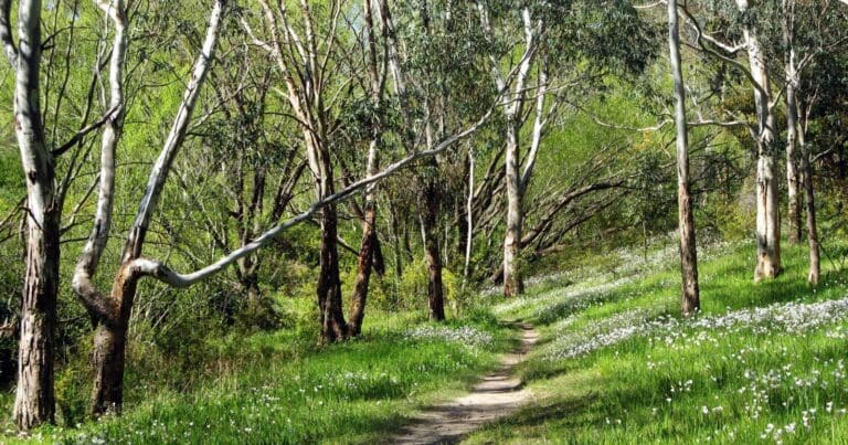 Waite Conservation Reserve Circuit Walk (4.2km) - Waite Conservation ...