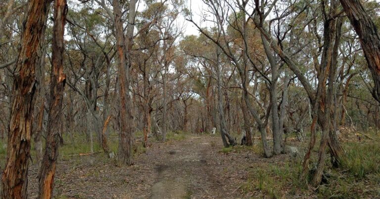 Best Hiking Trails in Brisbane Ranges National Park - Trail Hiking ...