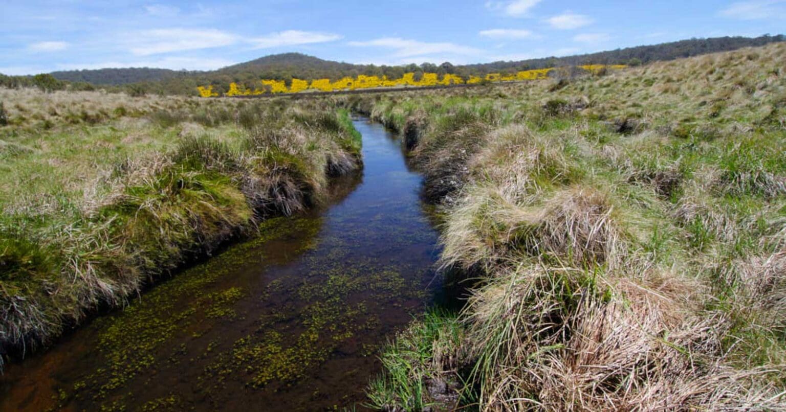 Best Hiking Trails in Barrington Tops National Park - Trail Hiking ...
