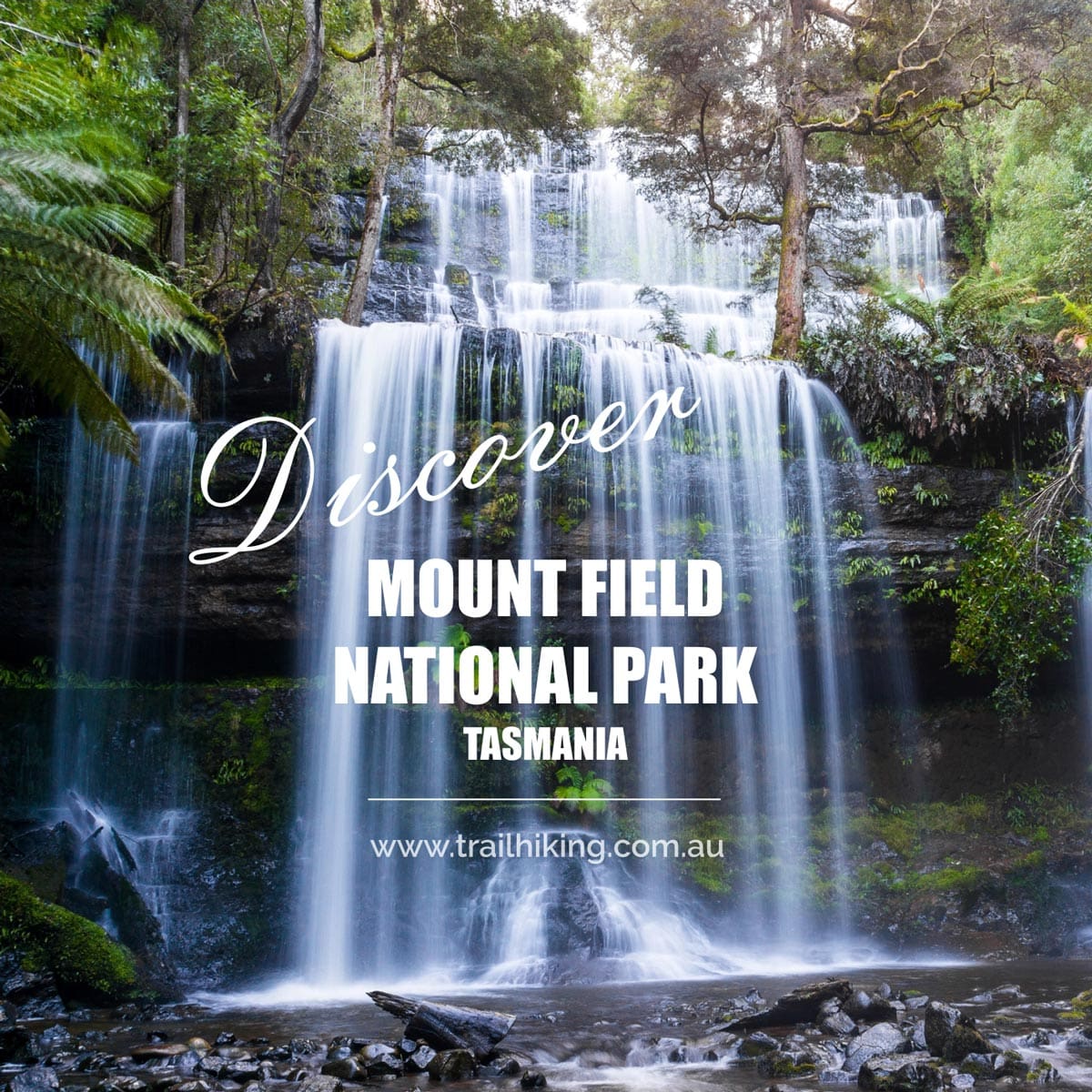 Mount Field National Park: Discover Tasmania's Allure
