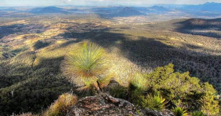 Mount Mitchell Track (10.2km) - Main Range National Park, QLD
