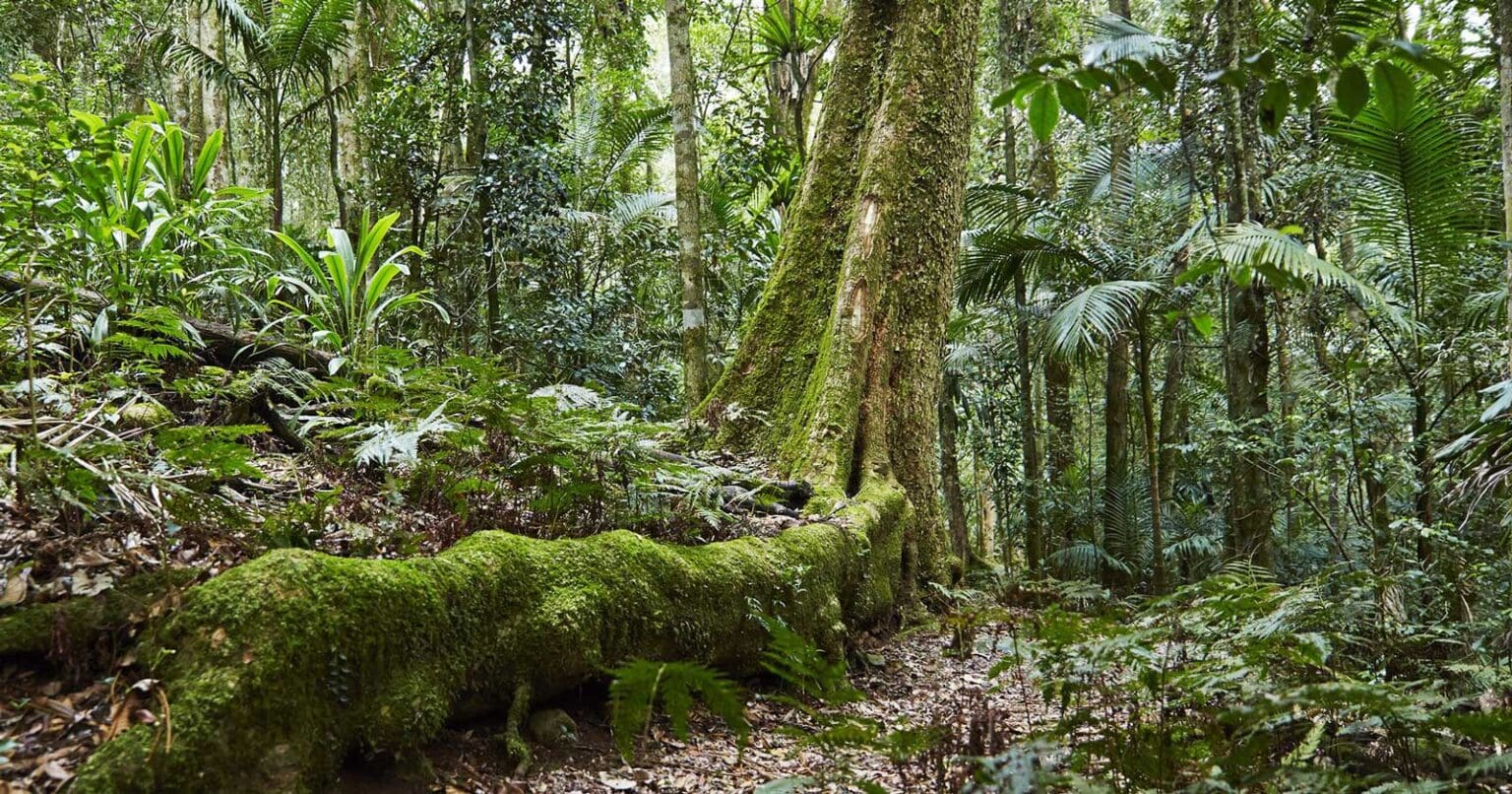 Hikes, Walks and Trails near Toowoomba Australia