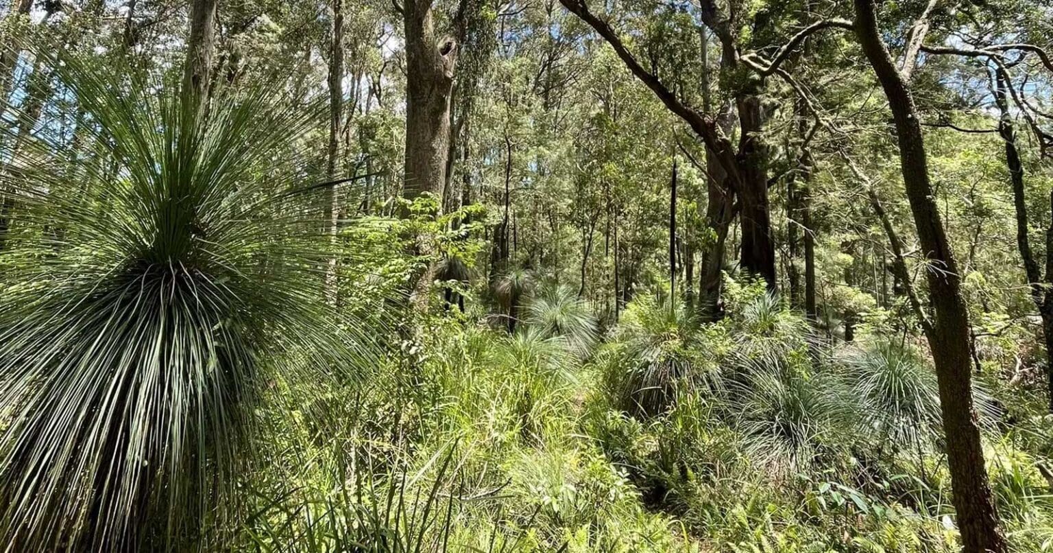 Table Top Mountain Toowoomba Walk (2km) - Table Top Bushland Reserve, QLD